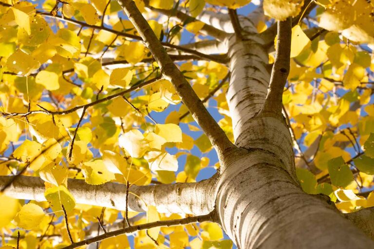 How to Grow and Care for Quaking Aspen Trees | Gardener’s Path