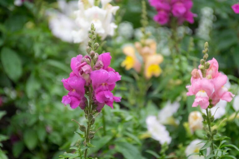 How to Grow and Care for Snapdragon Flowers | Gardener's Path