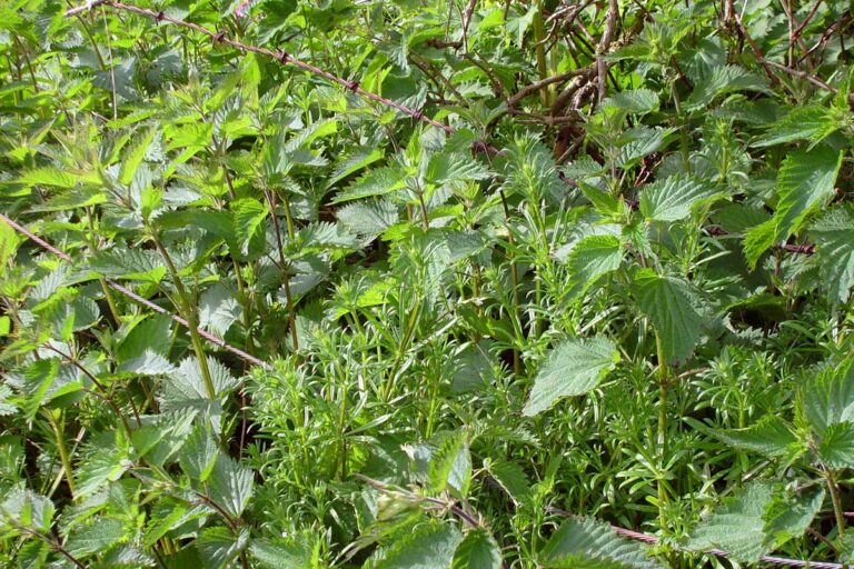 How to Plant and Grow Stinging Nettle in Your Garden
