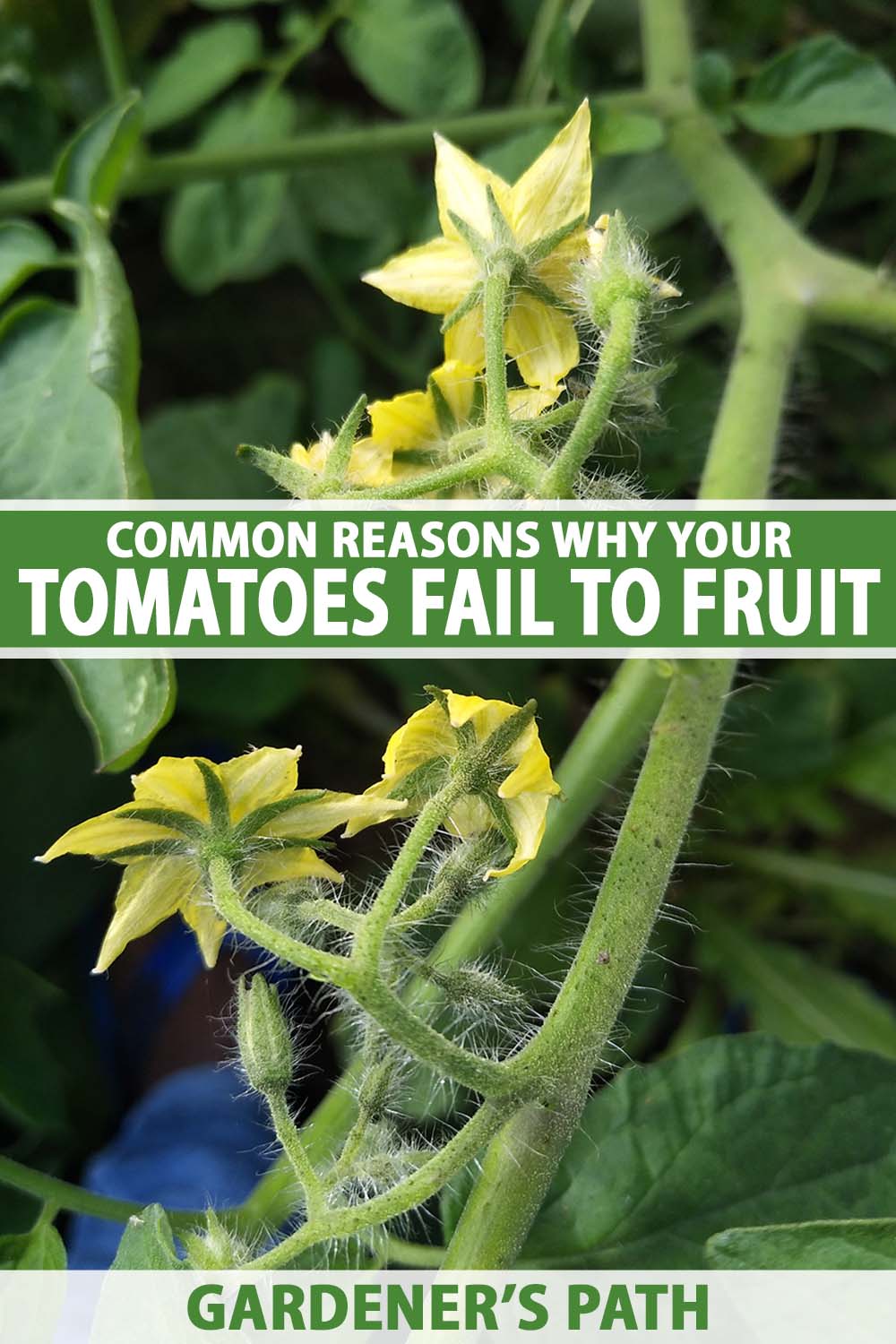 7 Reasons Why Tomato Plants Flower But Fail to Fruit