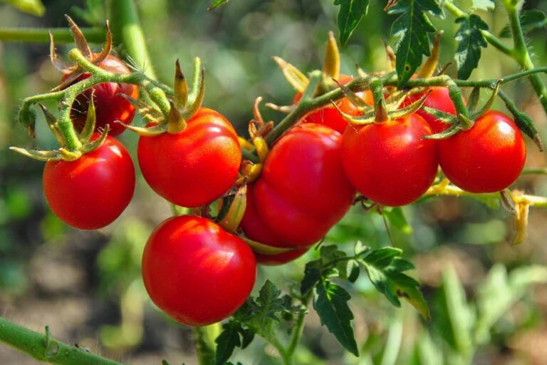 7 Reasons Why Tomato Plants Flower But Fail to Fruit