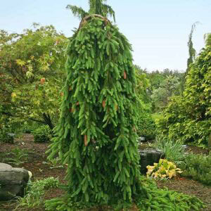 How to Grow and Care for Norway Spruce Trees | Gardener’s Path