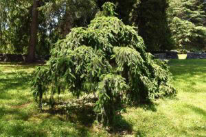 How to Grow and Care for Norway Spruce Trees | Gardener’s Path