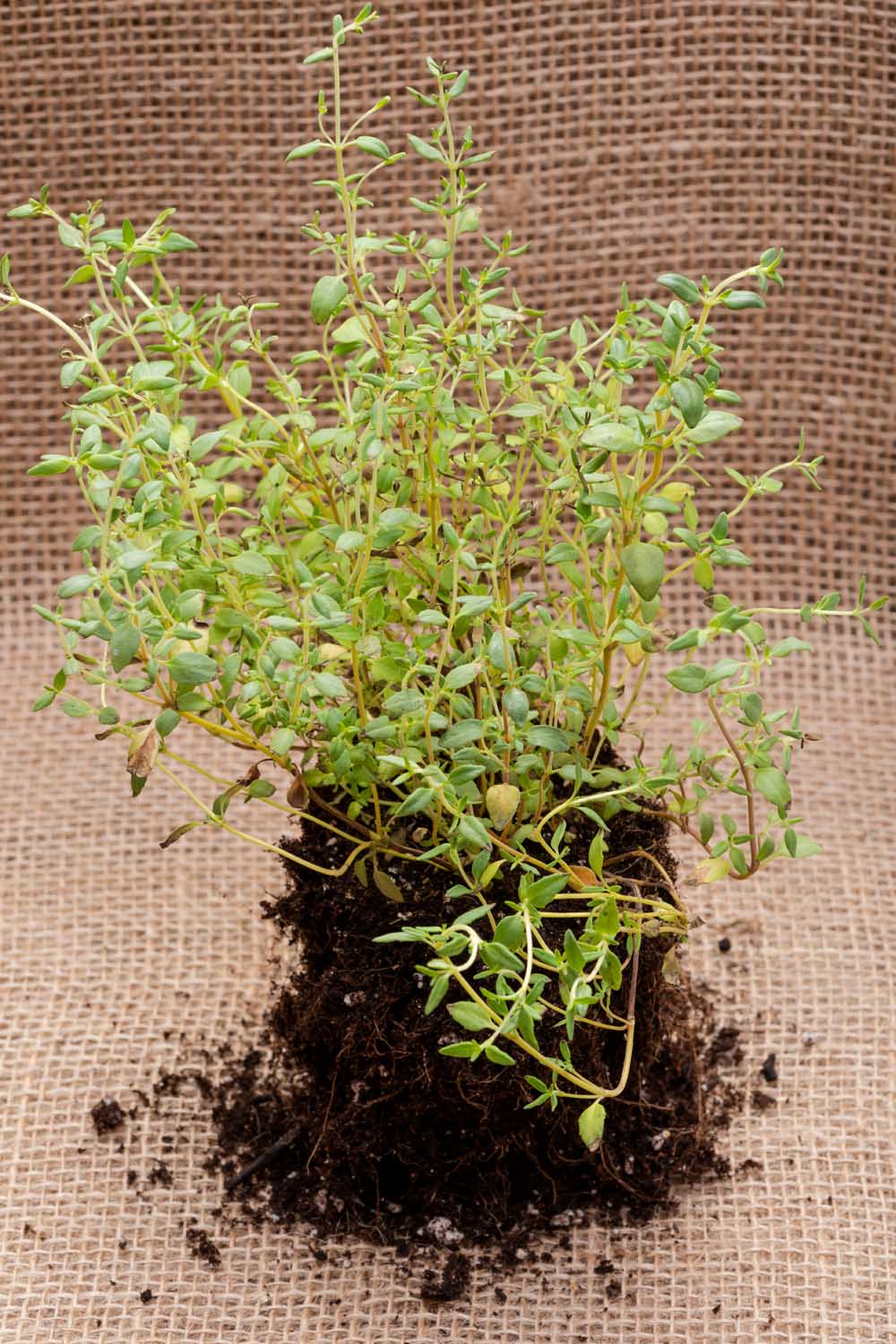 How to Propagate Thyme from Cuttings, Layering, and Divisions