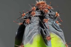 Cactus Going Soft: 5 Reasons and Fixes | Gardener’s Path