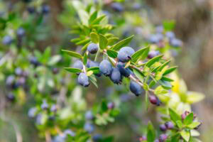 How to Plant and Grow Sweet Myrtle | Gardener’s Path