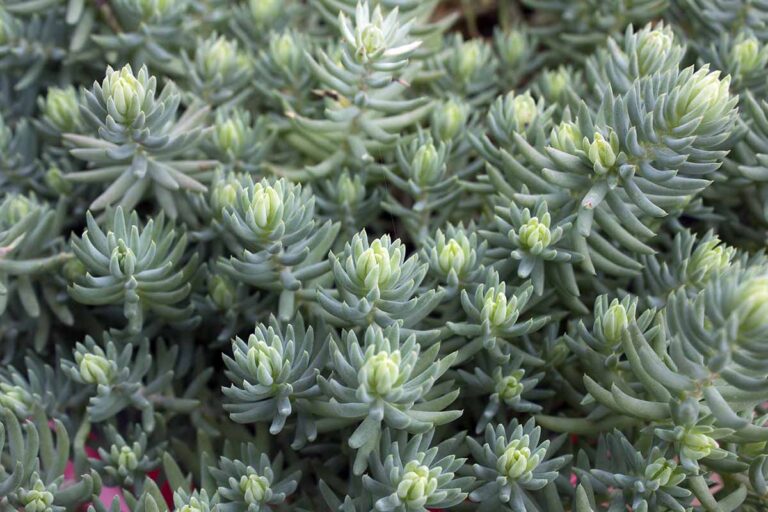 When and How to Prune Sedum (Stonecrop) | Gardener’s Path