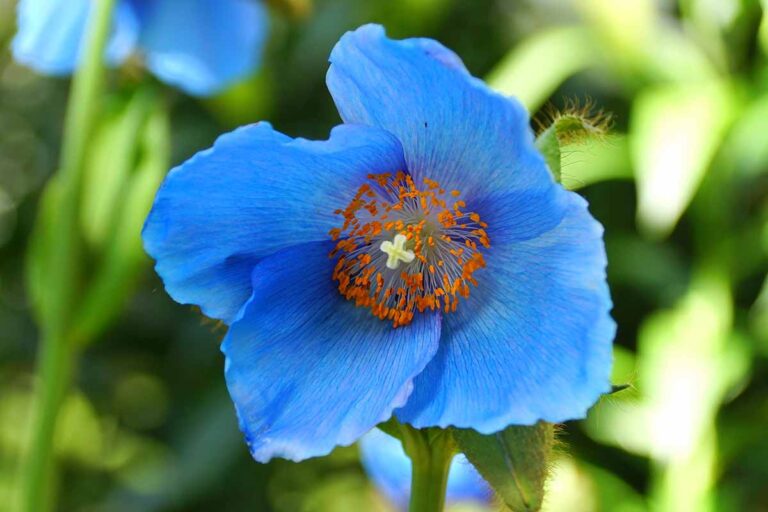 How to Grow Himalayan Blue Poppies | Gardener’s Path