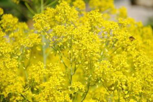 How to Grow and Care for Dyer’s Woad | Gardener’s Path