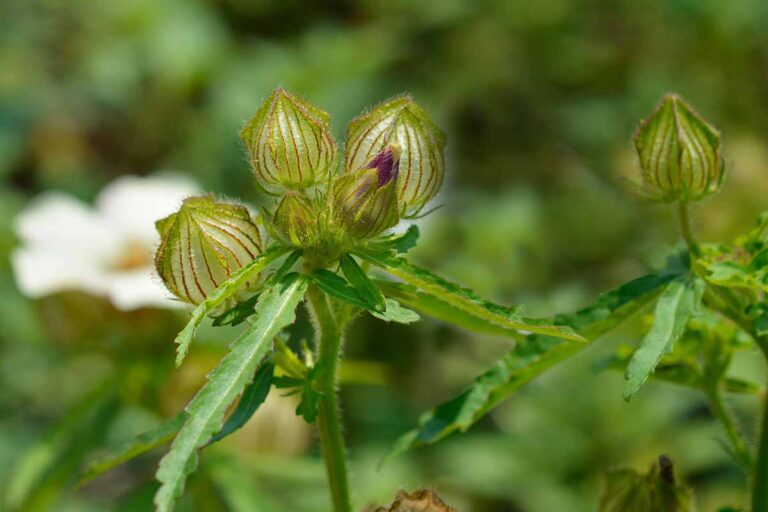 How to Grow Flower-of-an-Hour (Hibiscus trionum)