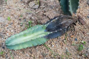 Cactus Going Soft: 5 Reasons and Fixes | Gardener’s Path
