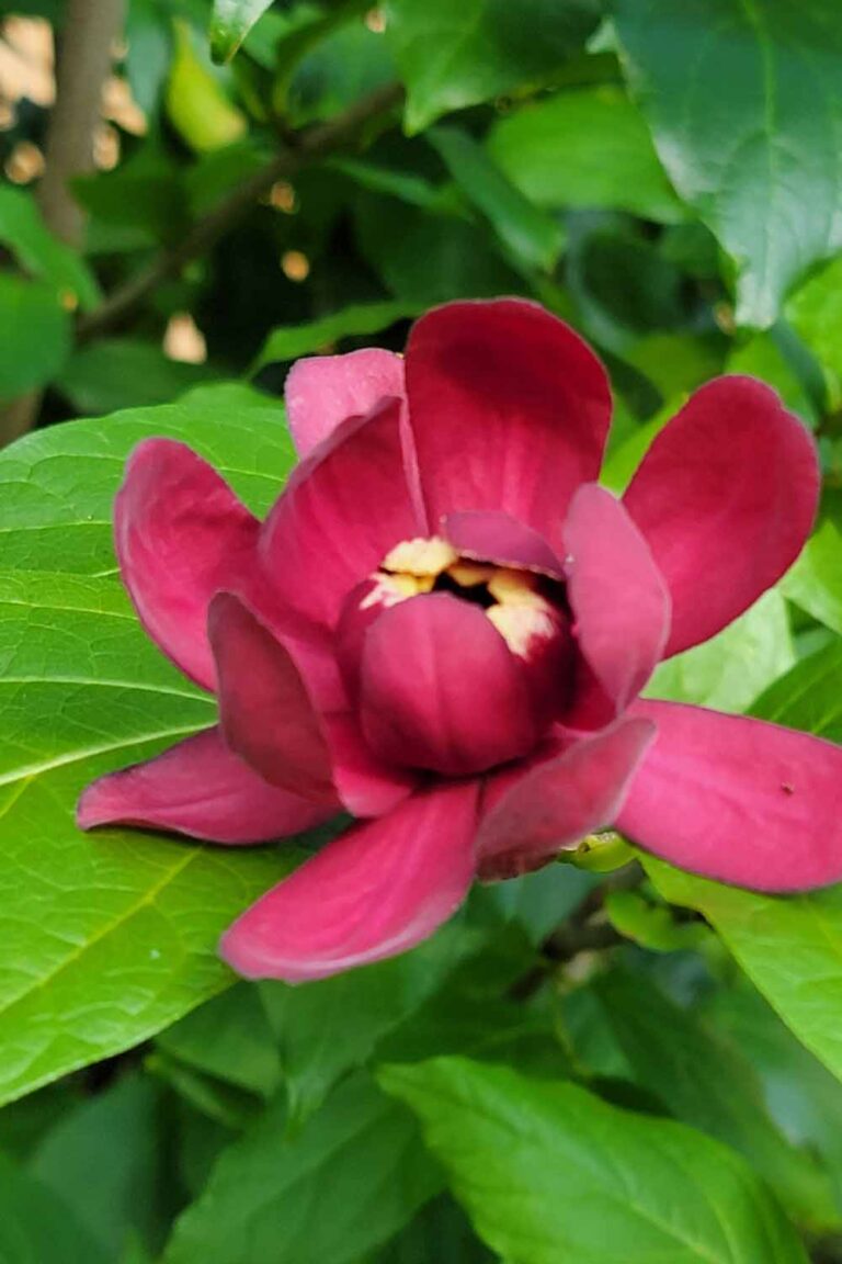 How to Grow Carolina Allspice (Sweetshrub) | Gardener’s Path
