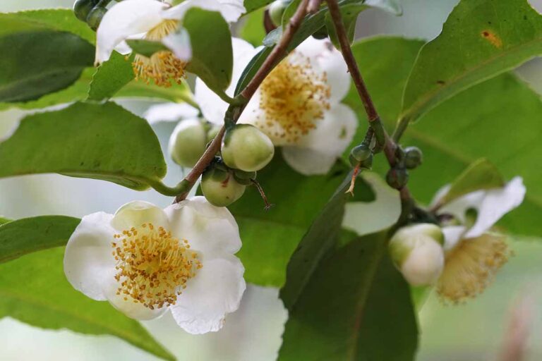 How to Grow Tea Plants (Camellia Sinensis) | Gardener’s Path