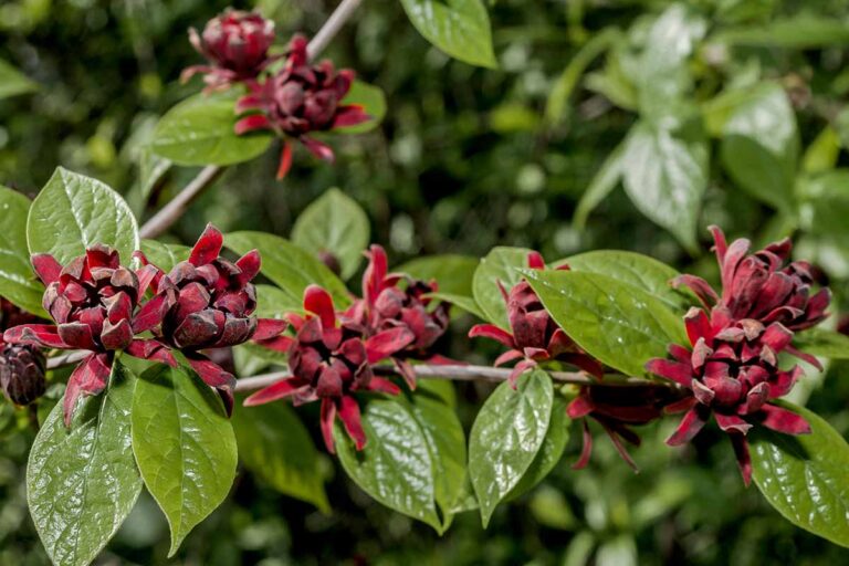 How to Grow Carolina Allspice (Sweetshrub) | Gardener’s Path