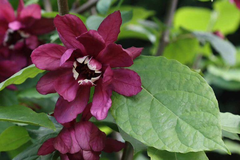 How to Grow Carolina Allspice (Sweetshrub) | Gardener’s Path