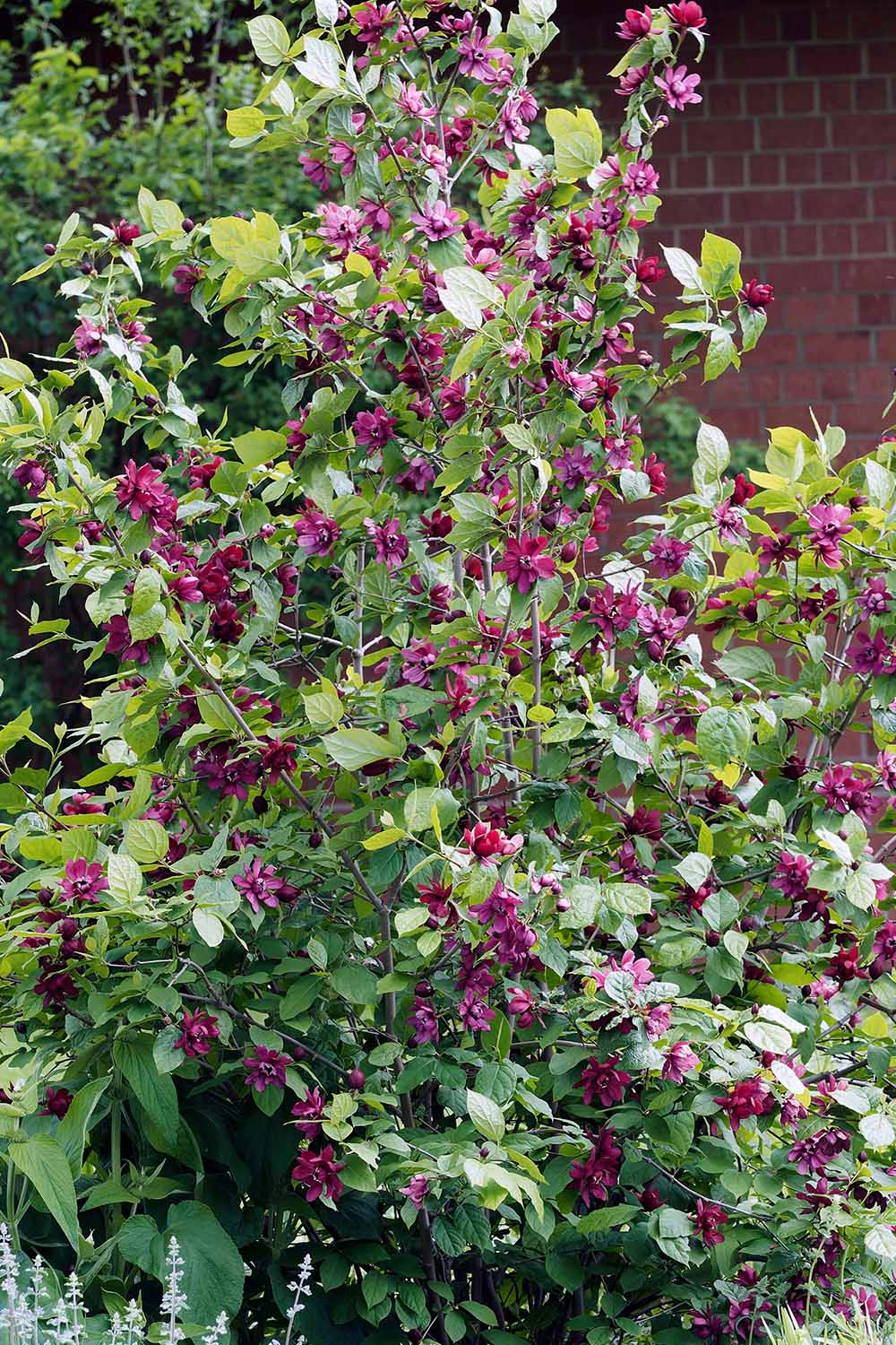 How to Grow Carolina Allspice (Sweetshrub) | Gardener’s Path