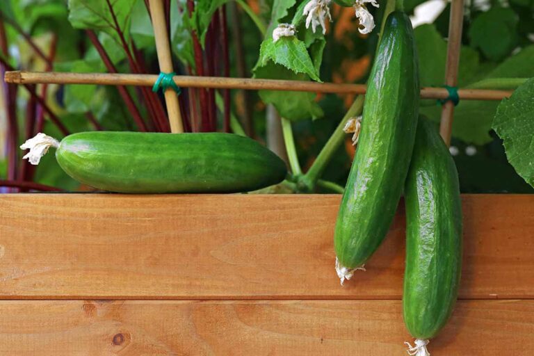Learn How to Grow Cucumbers in Pots and Containers