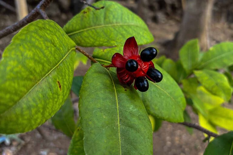 How to Grow and Care for Mickey Mouse Plants | Gardener’s Path