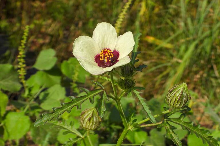 How to Grow Flower-of-an-Hour (Hibiscus trionum)