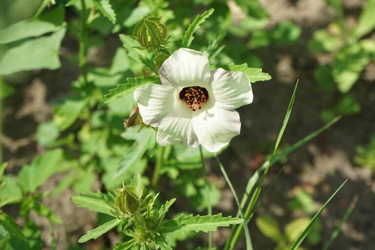 How to Grow Flower-of-an-Hour (Hibiscus trionum)