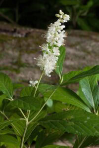 How to Grow Hardy Summersweet (Sweet Pepperbush)