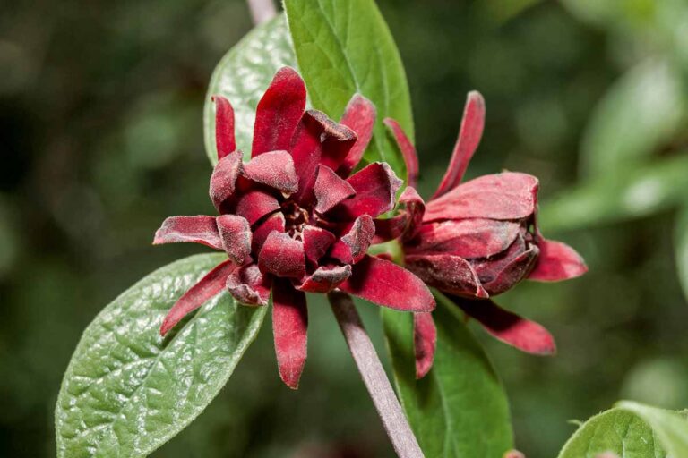 How to Grow Carolina Allspice (Sweetshrub) | Gardener’s Path