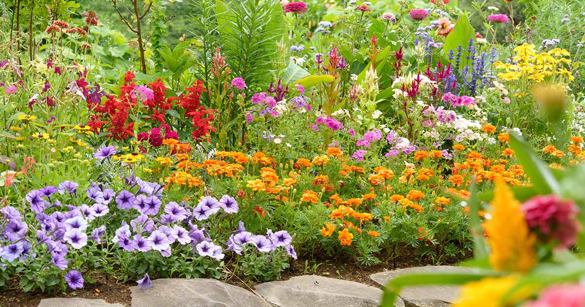 21 of the Best Flowers for Weed Control | Gardener’s Path