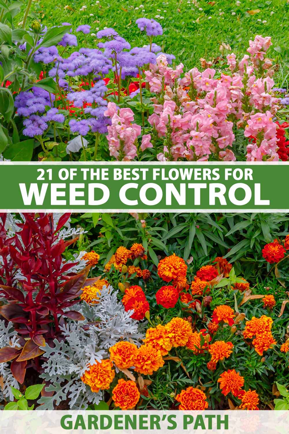21 of the Best Flowers for Weed Control | Gardener’s Path