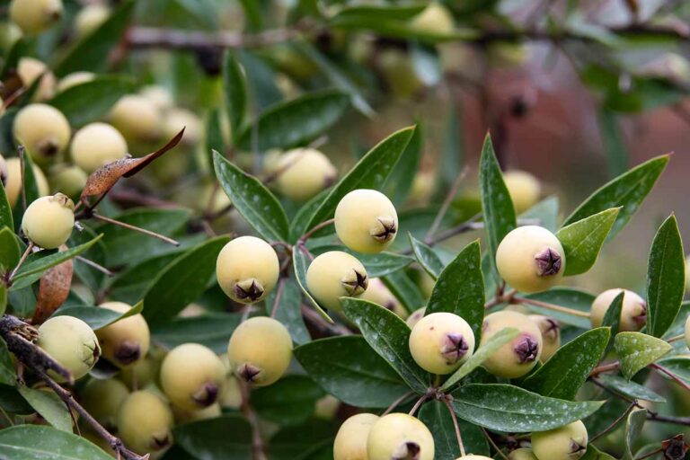 How to Plant and Grow Sweet Myrtle | Gardener’s Path