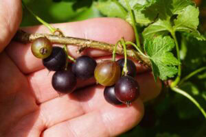 How to Plant and Grow Jostaberries | Gardener’s Path