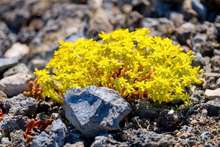 Learn How to Grow Goldmoss Sedum (Mossy Stonecrop)