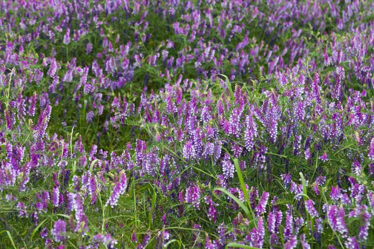 How to Grow Hairy Vetch as a Cover Crop | Gardener’s Path