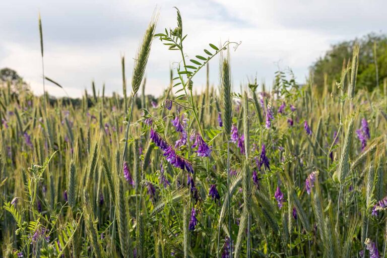 How to Grow Hairy Vetch as a Cover Crop | Gardener’s Path