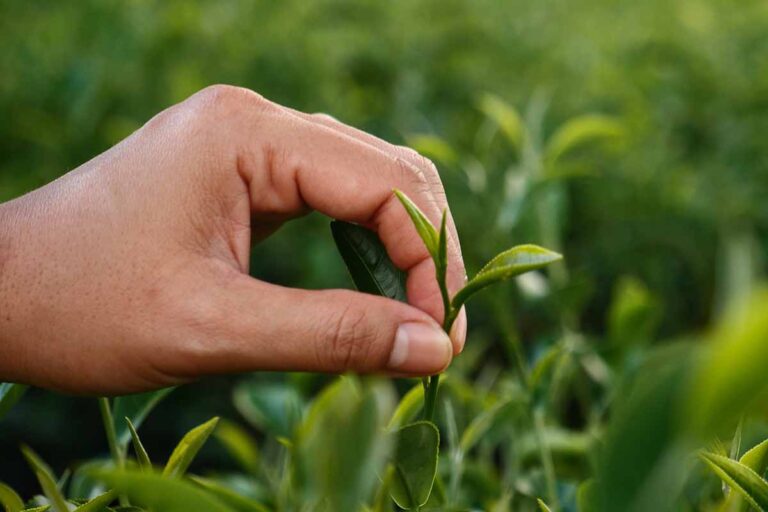 How to Grow Tea Plants (Camellia Sinensis) | Gardener’s Path