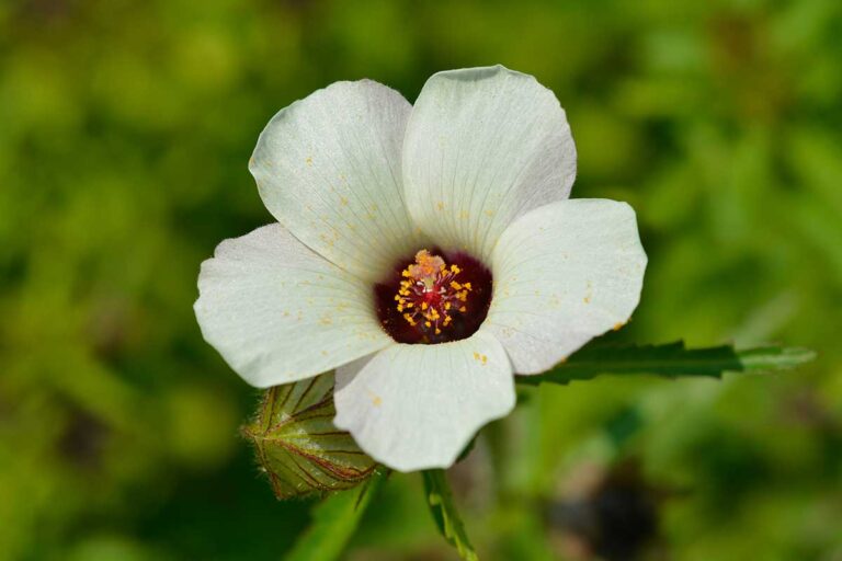 How to Grow Flower-of-an-Hour (Hibiscus trionum)