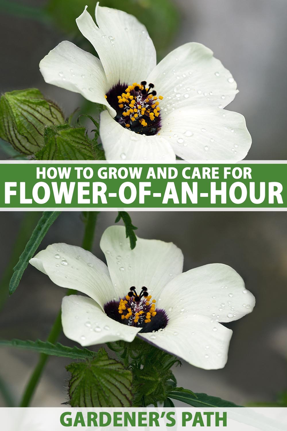 How to Grow Flower-of-an-Hour (Hibiscus trionum)