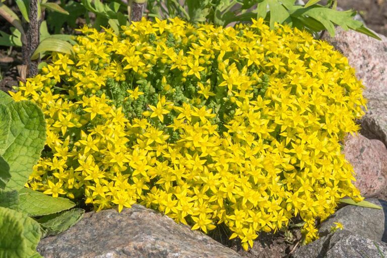 When and How to Prune Sedum (Stonecrop) | Gardener’s Path