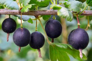 How to Plant and Grow Jostaberries | Gardener’s Path