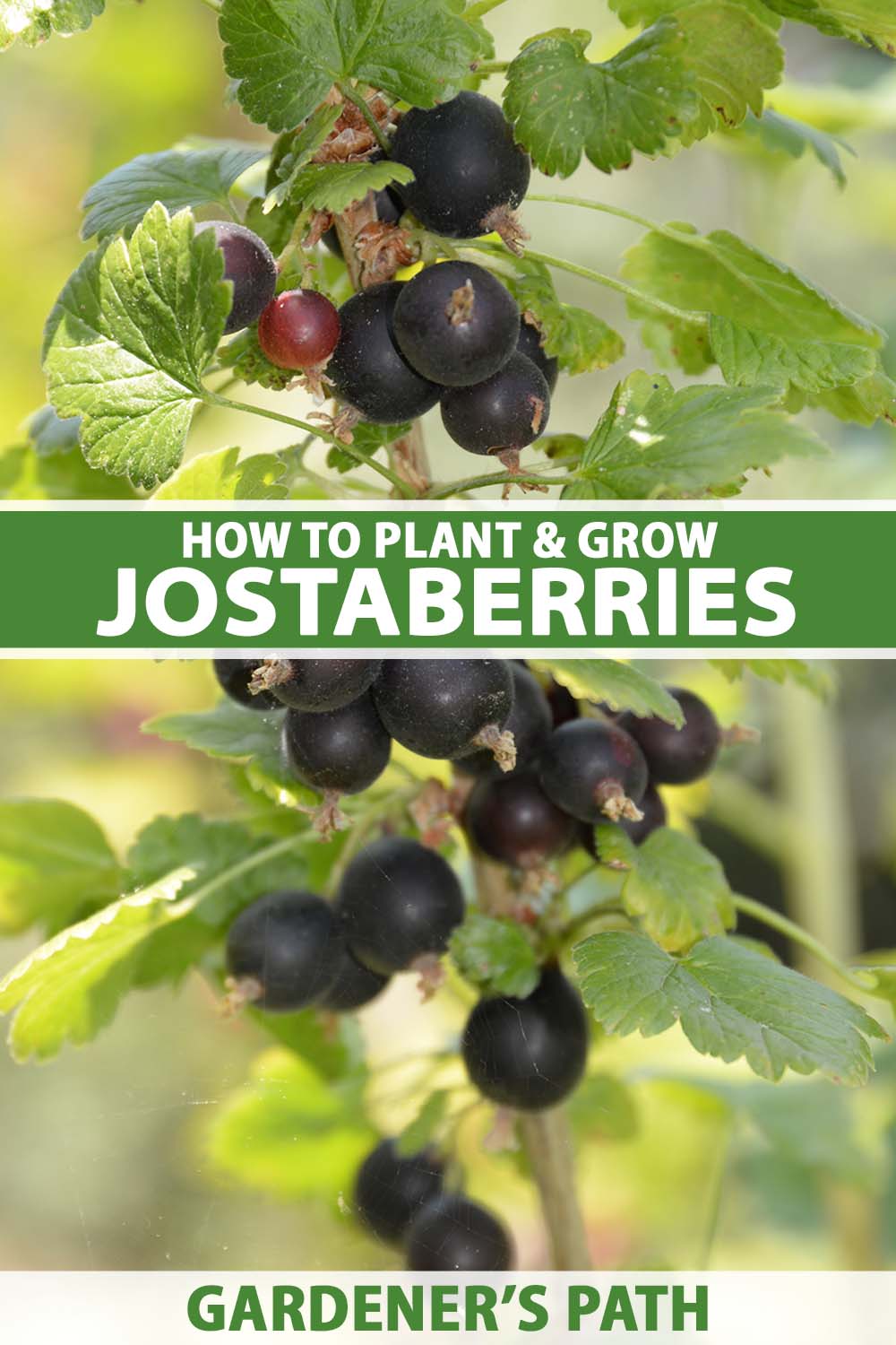How to Plant and Grow Jostaberries | Gardener’s Path