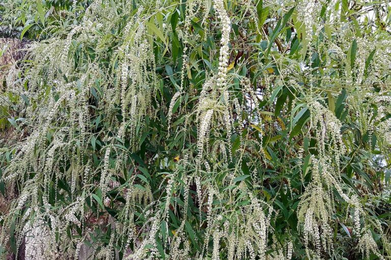 How to Grow and Care for Sweet Almond Bush | Gardener’s Path