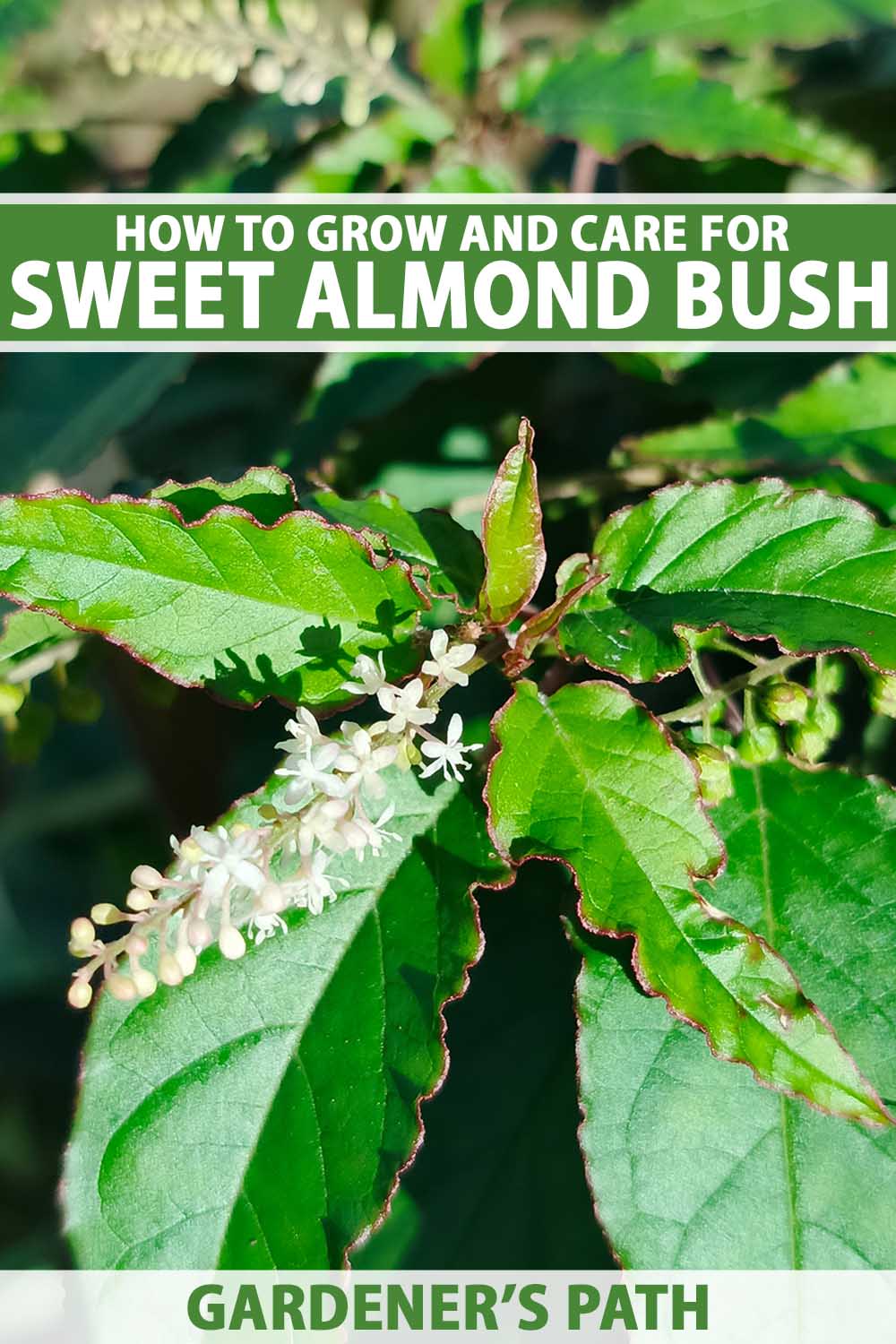 How to Grow and Care for Sweet Almond Bush | Gardener’s Path