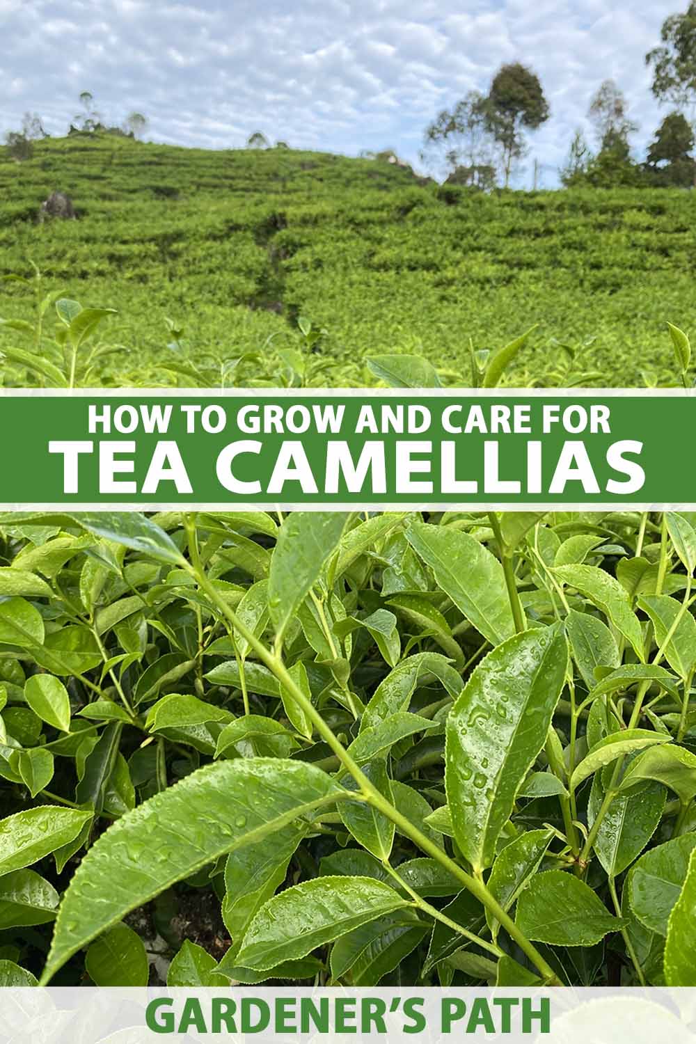 How to Grow Tea Plants (Camellia Sinensis) | Gardener’s Path