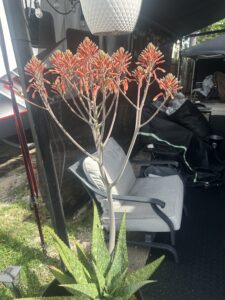 Do Aloe Plants Bloom? | Gardener’s Path