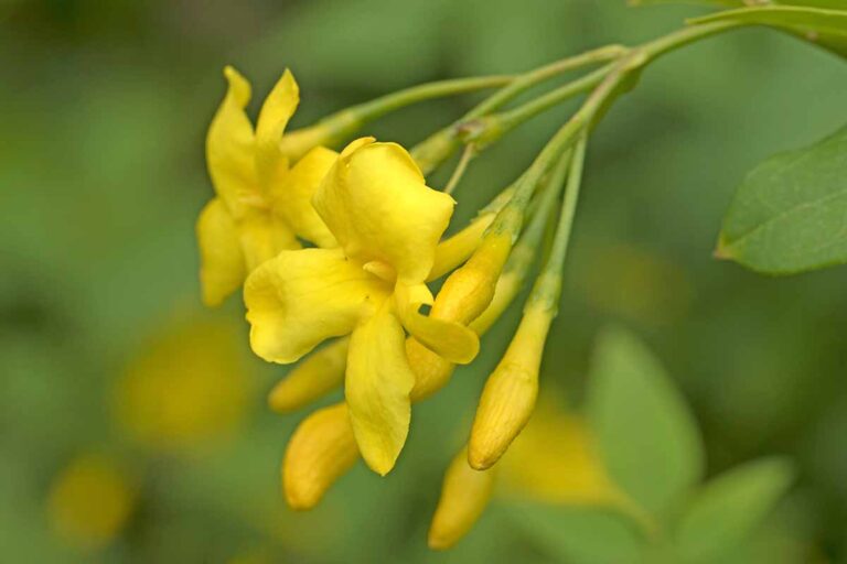 How to Grow and Care for Italian Jasmine | Gardener’s Path