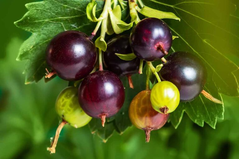 How to Plant and Grow Jostaberries | Gardener’s Path