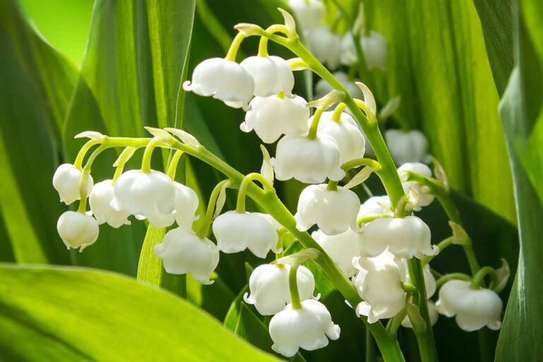 Is Lily of the Valley Toxic to Humans or Animals? | Gardener’s Path