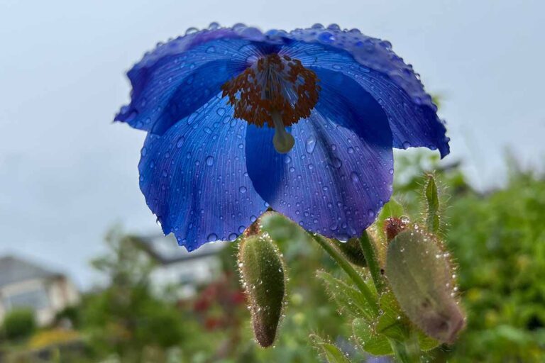 How to Grow Himalayan Blue Poppies | Gardener’s Path