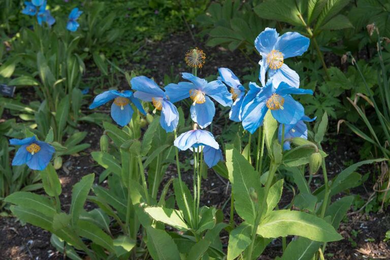 How to Grow Himalayan Blue Poppies | Gardener’s Path