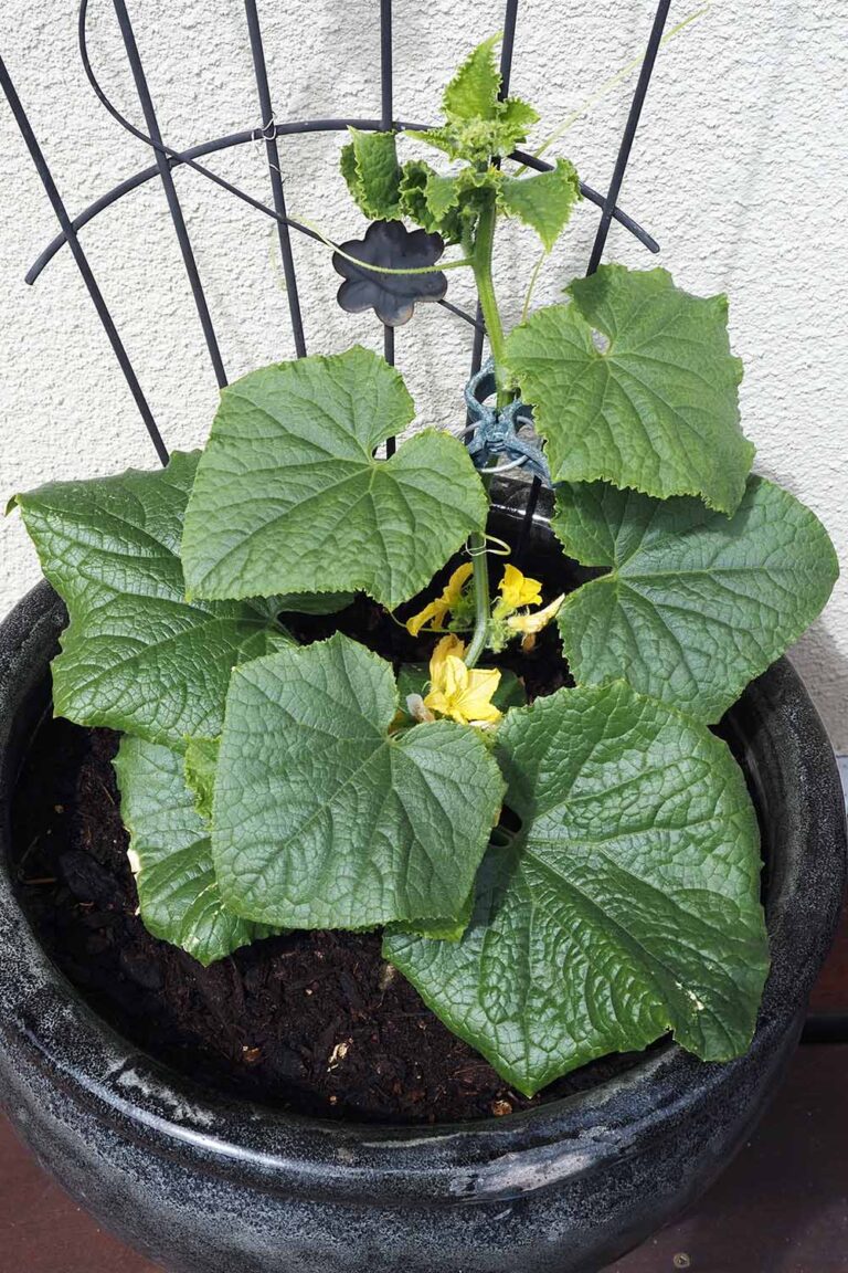 Learn How to Grow Cucumbers in Pots and Containers