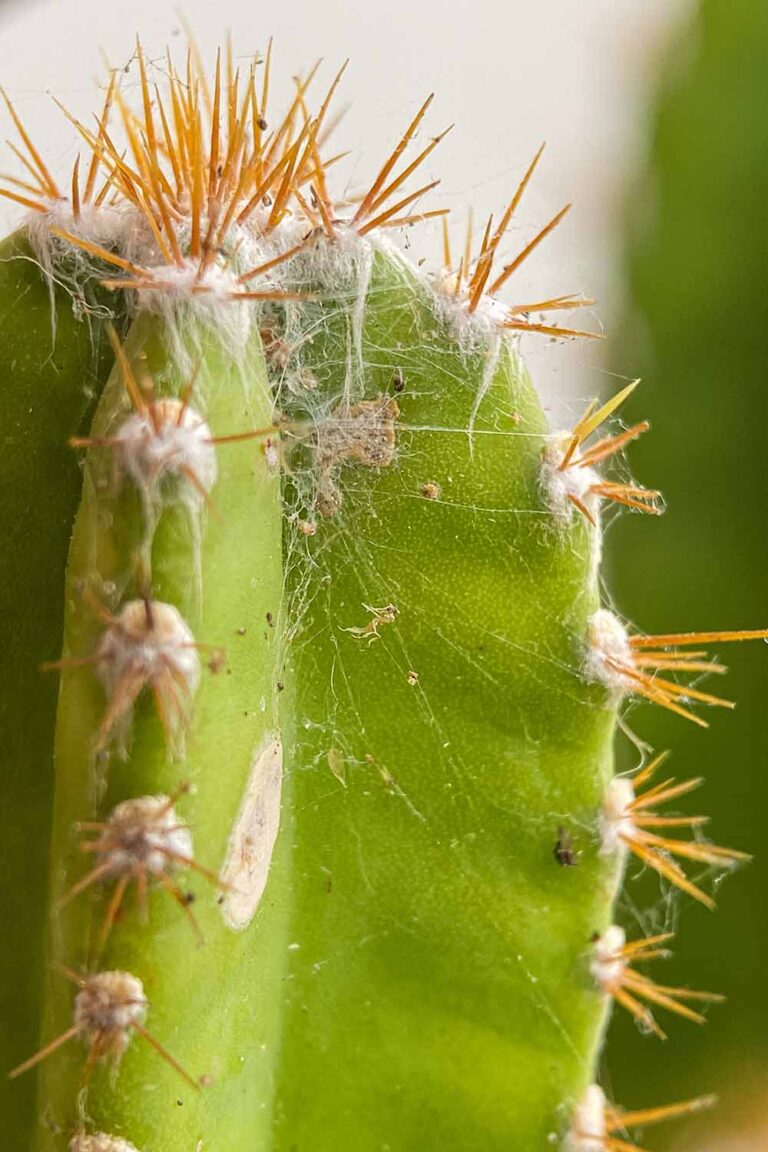 Cactus Going Soft: 5 Reasons and Fixes | Gardener’s Path